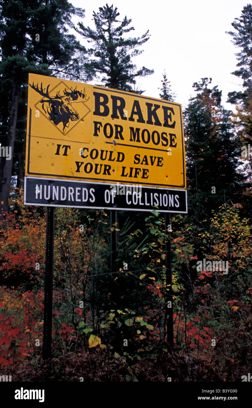 North America, United States, New Hampshire. Moose collision warning ...
