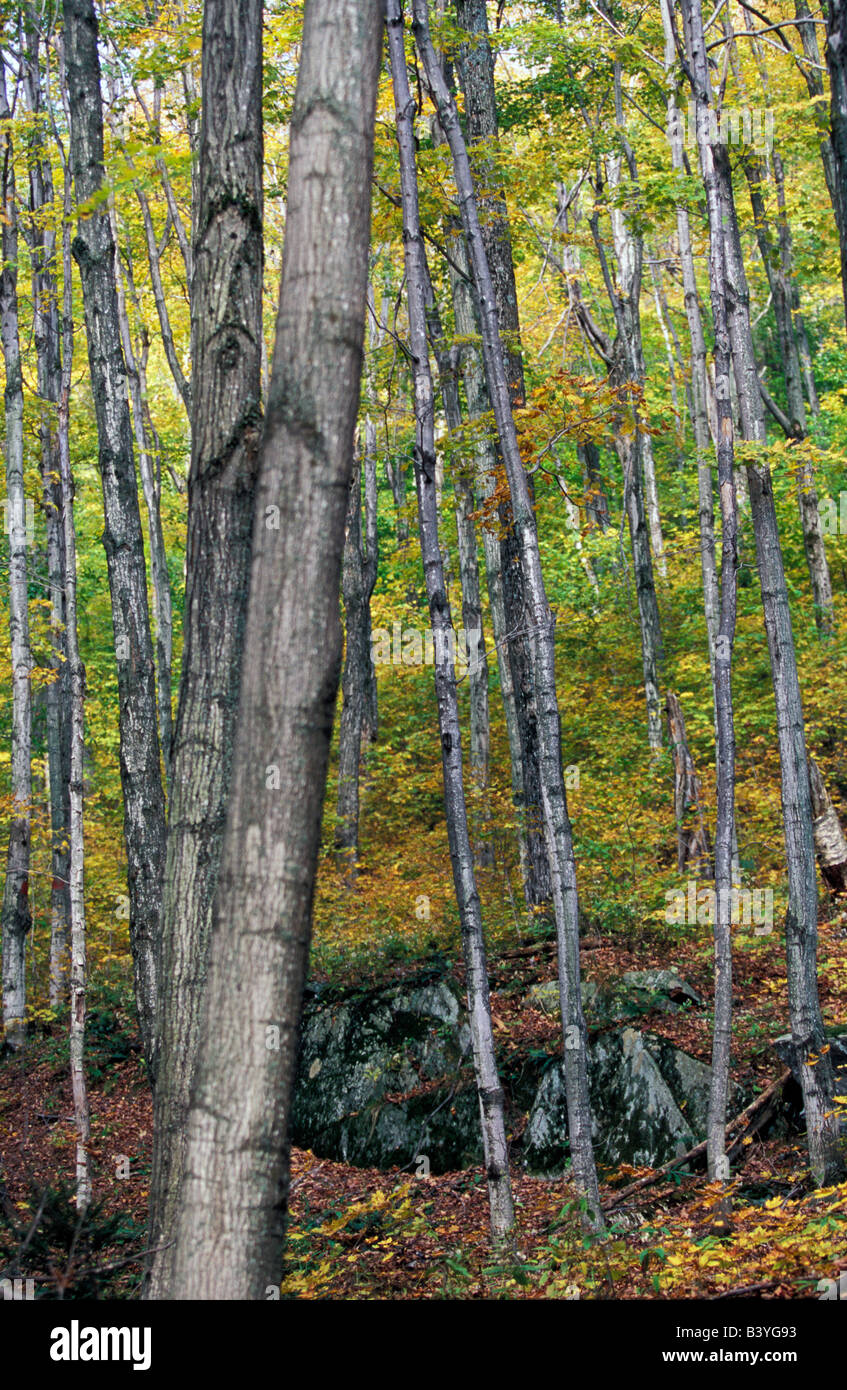 North America, United States, New Hampshire. Trees at White Mountain ...