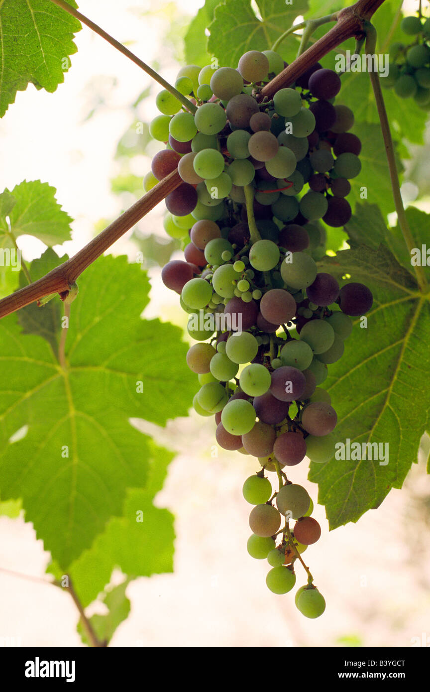 Grapes for the production of wine hang from a grapevine at the Bodega ...