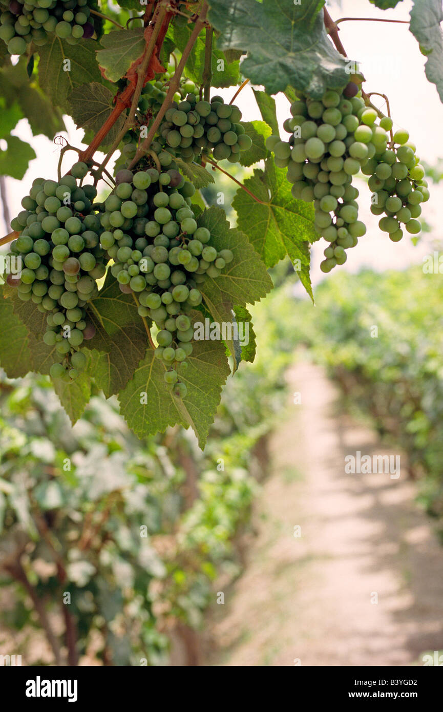 Piscos vino hi-res stock photography and images - Alamy
