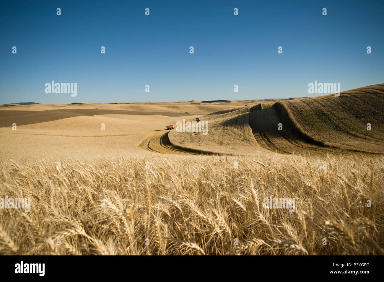 Wheat Harvest in Palouse, Washington, USA Stock Photo - Alamy