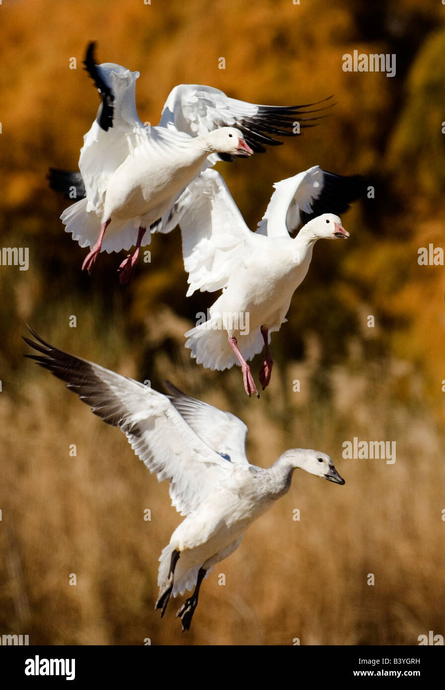 USA, New Mexico, Bosque del Apache National Wildlife Refuge, Snow Geese ...