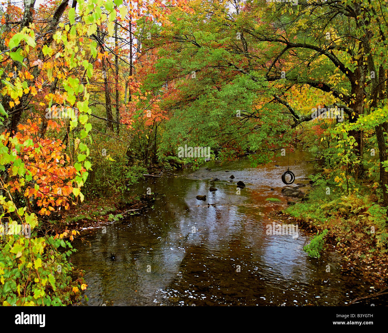 USA, New York. Tire swing hangs from tree limb over Brant Creek amid ...