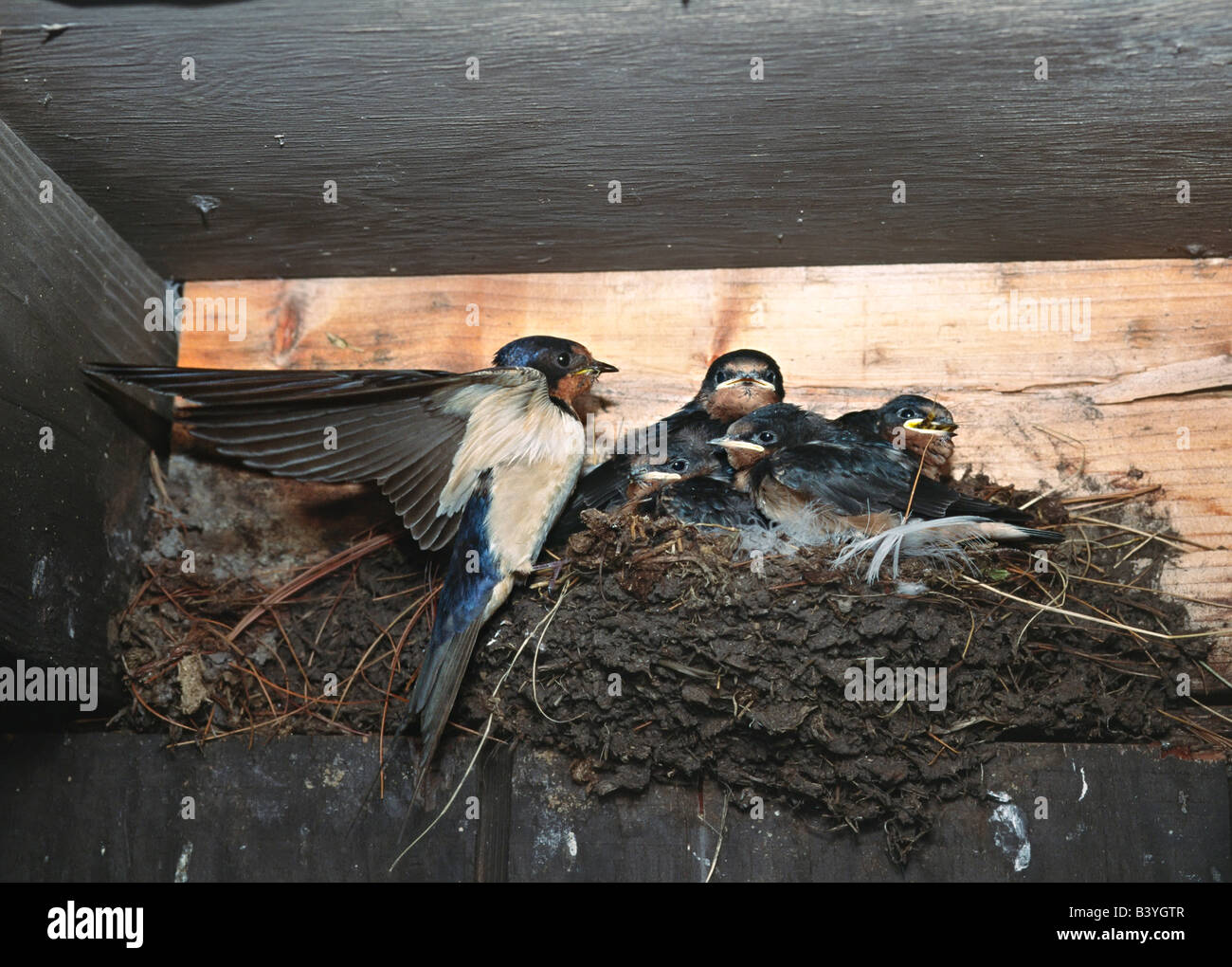North America, USA, New York, Adirondack State Park. Barn Swallow ...