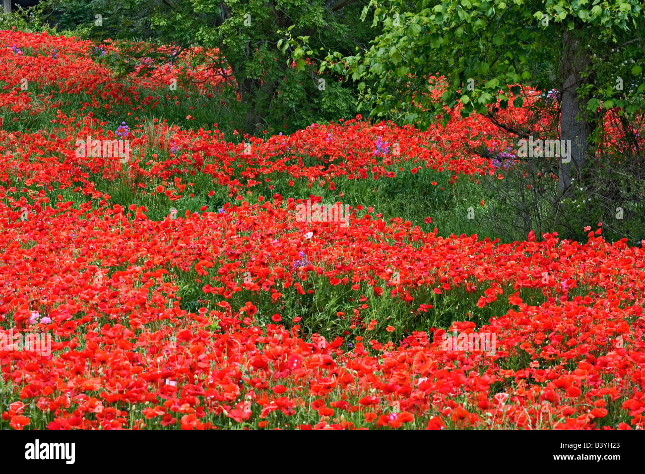 Field of hybrid poppy flowers planted along roadway, North ...