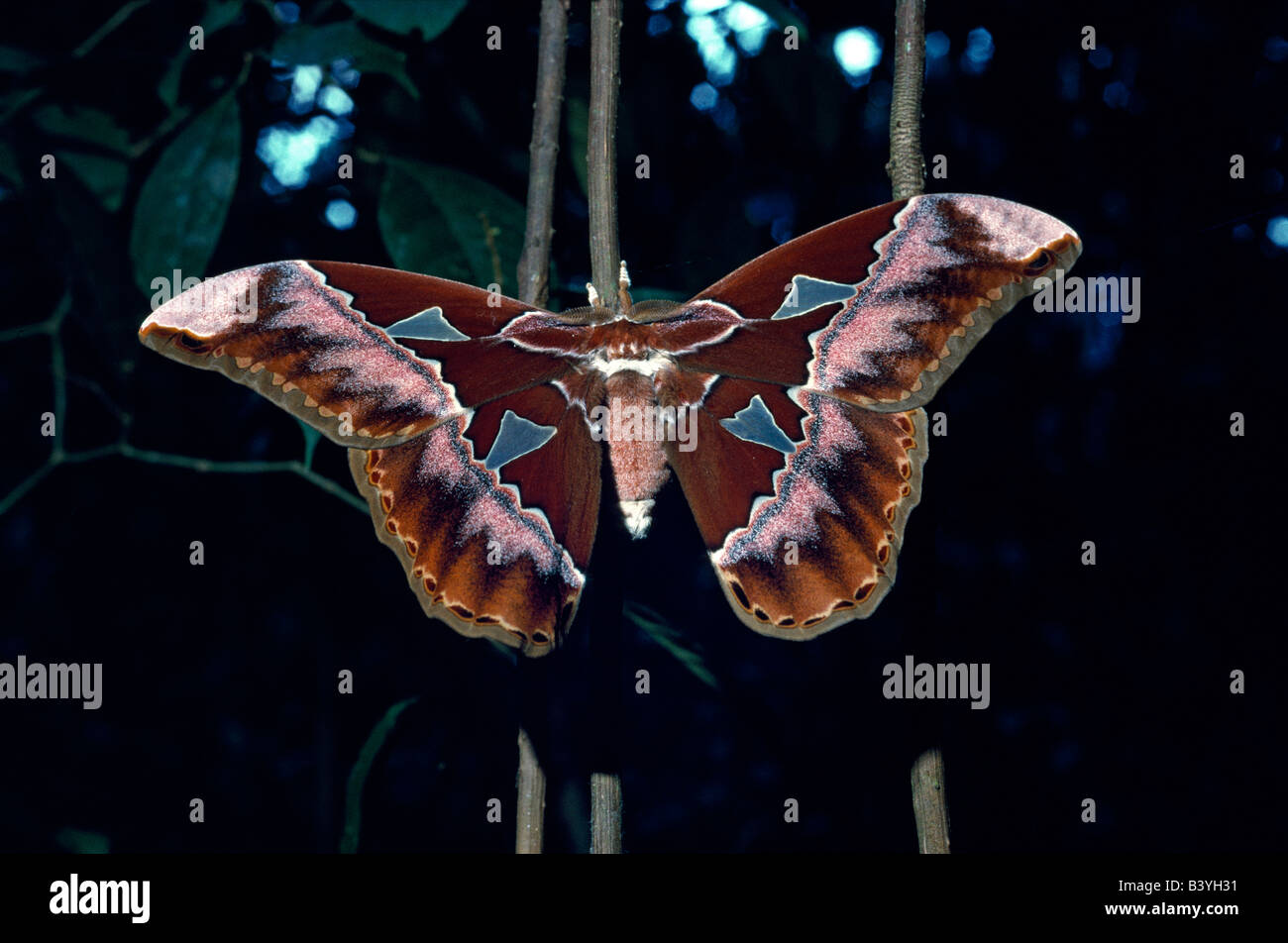 Largest Moth Ever Recorded