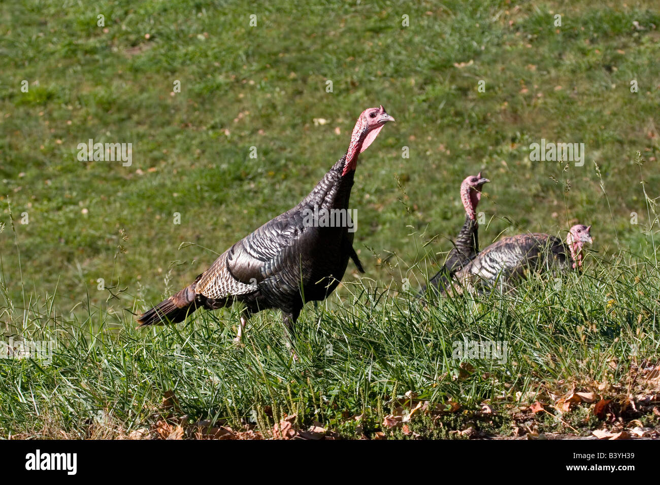 USA - North Carolina. Wild turkeys along Blue Ridge Parkway Stock Photo ...