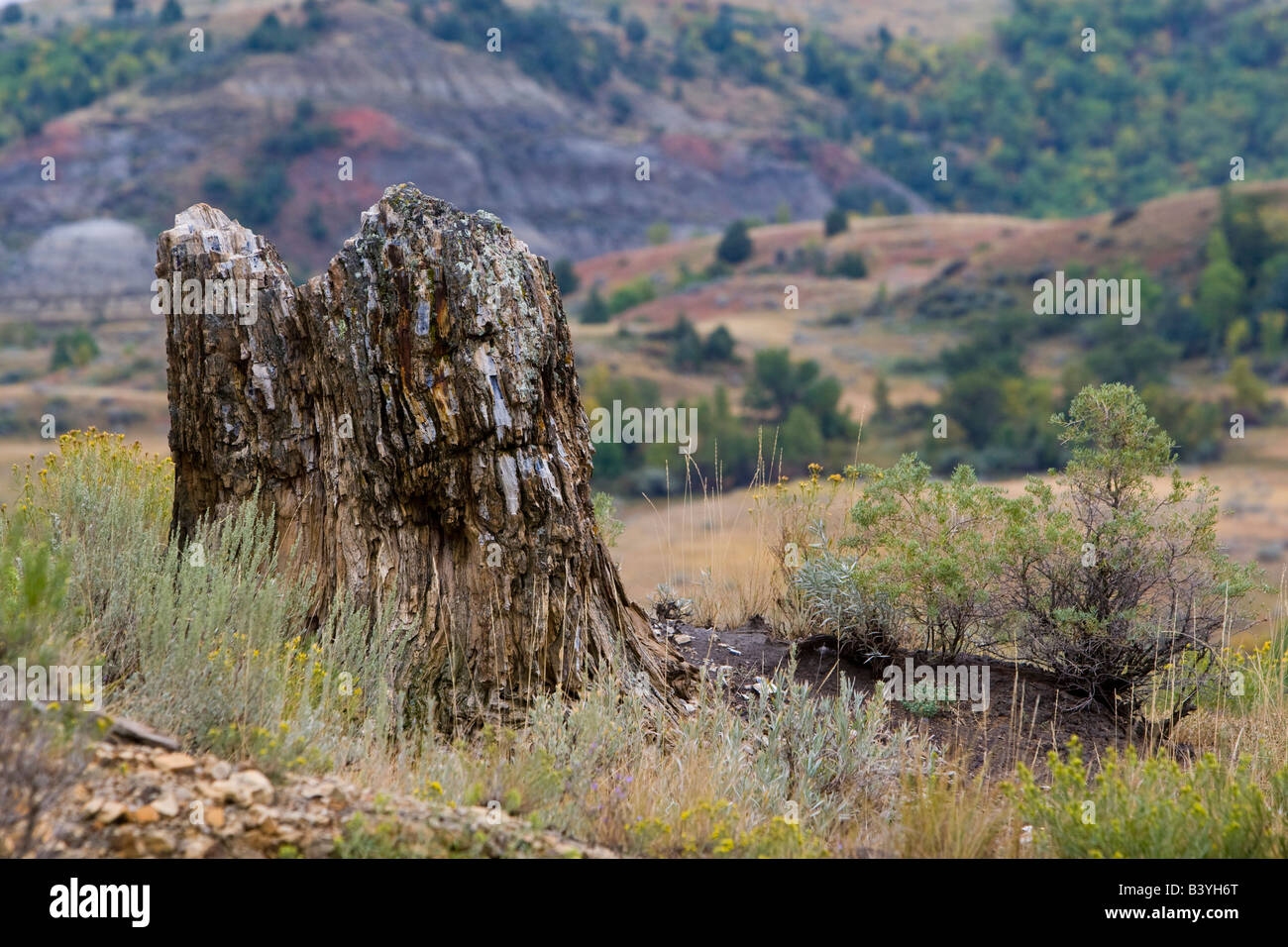 Fossil tree stumps hi-res stock photography and images - Alamy