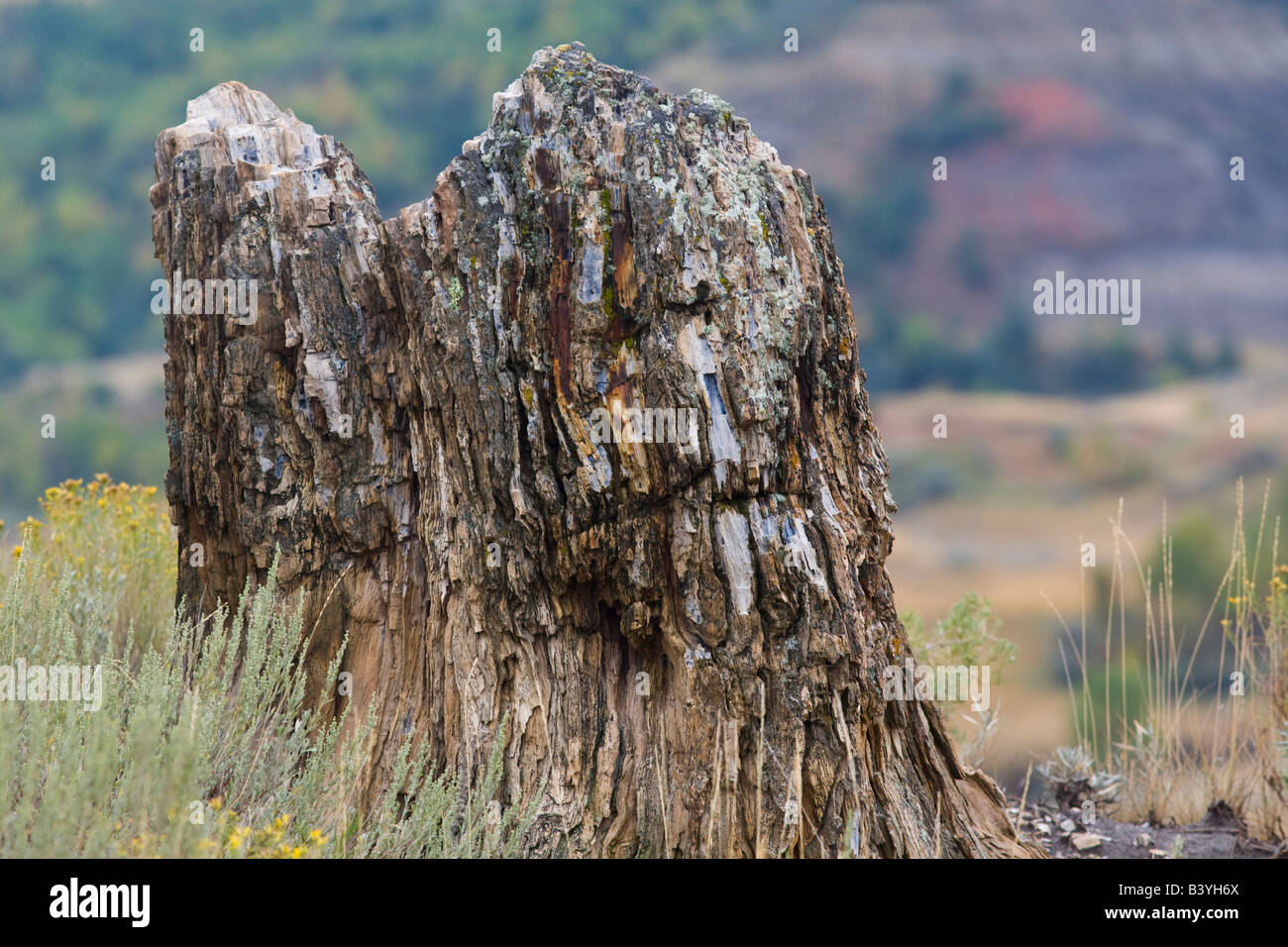 Fossil tree stumps hi-res stock photography and images - Alamy
