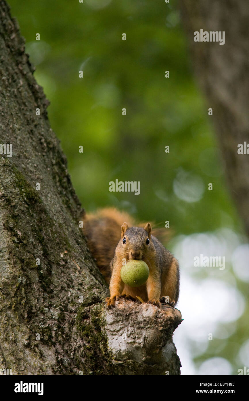 Fox squirrel with walnut in Defiance Ohio Stock Photo - Alamy