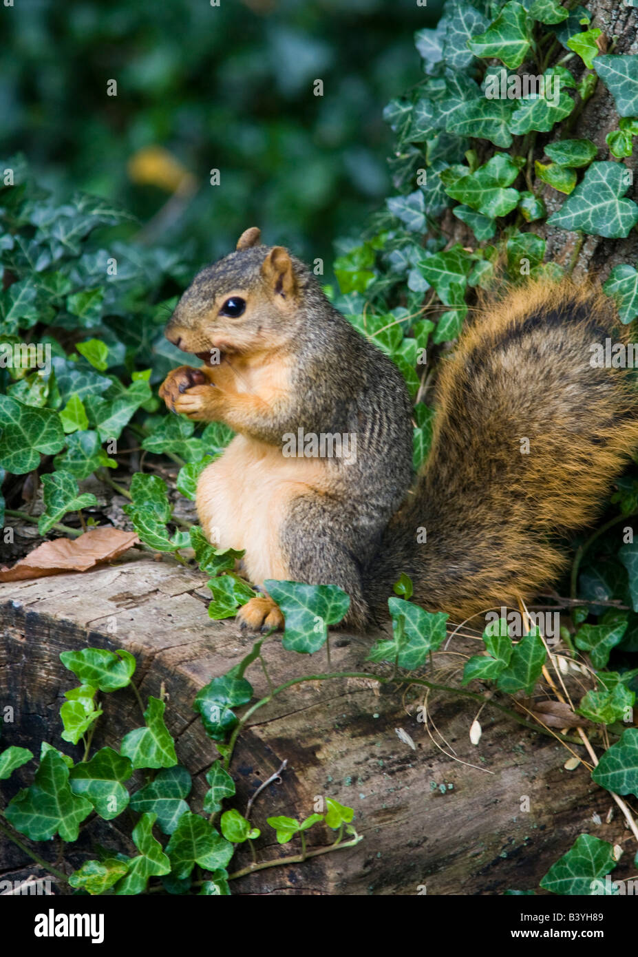 Ohio squirrel hi-res stock photography and images - Alamy