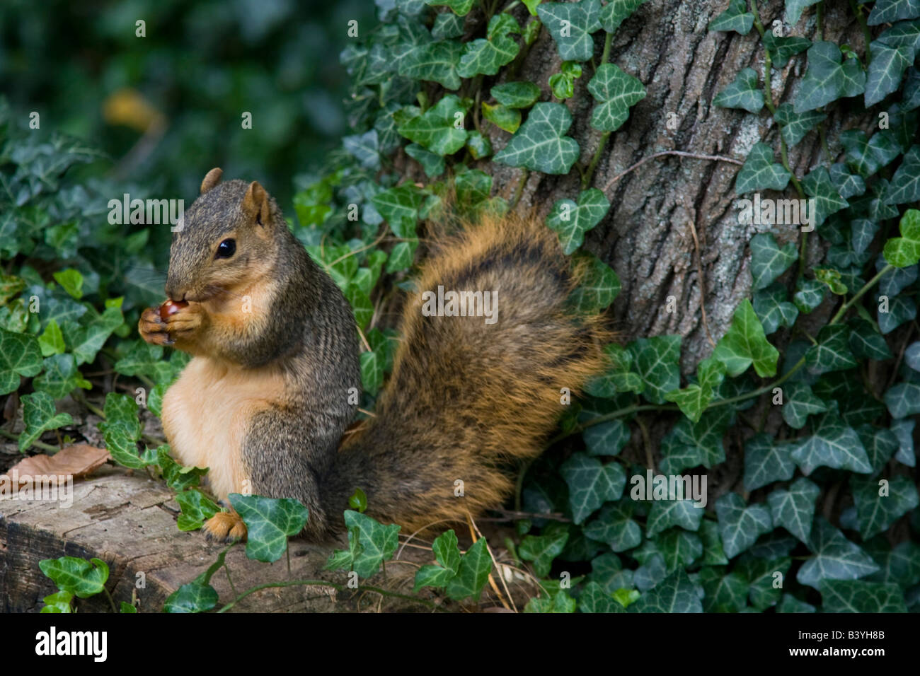 Ohio squirrel hi-res stock photography and images - Alamy
