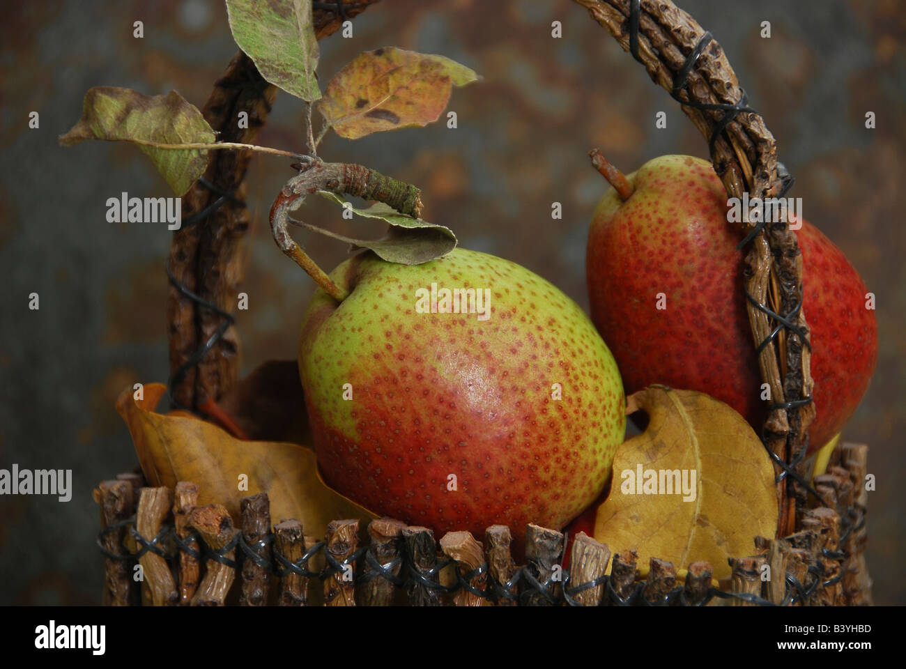 USA, Oregon, Hood River. Fresh-picked Forelle pears displayed in basket ...