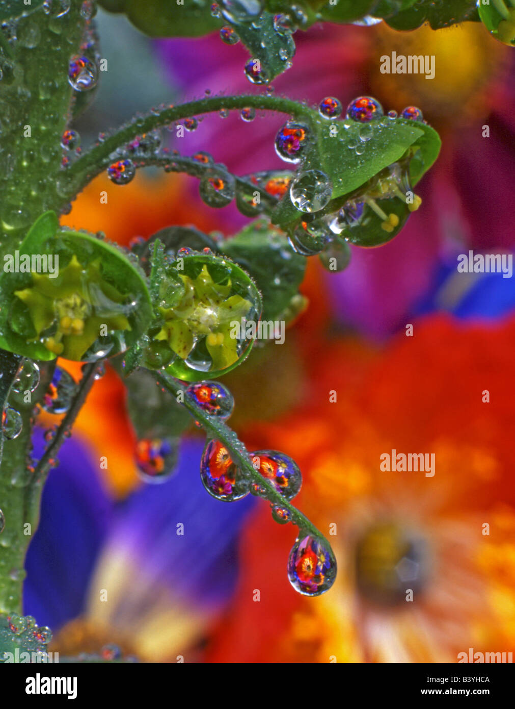 USA, Oregon, Multnomah County. Garden flowers reflect in dewdrops ...