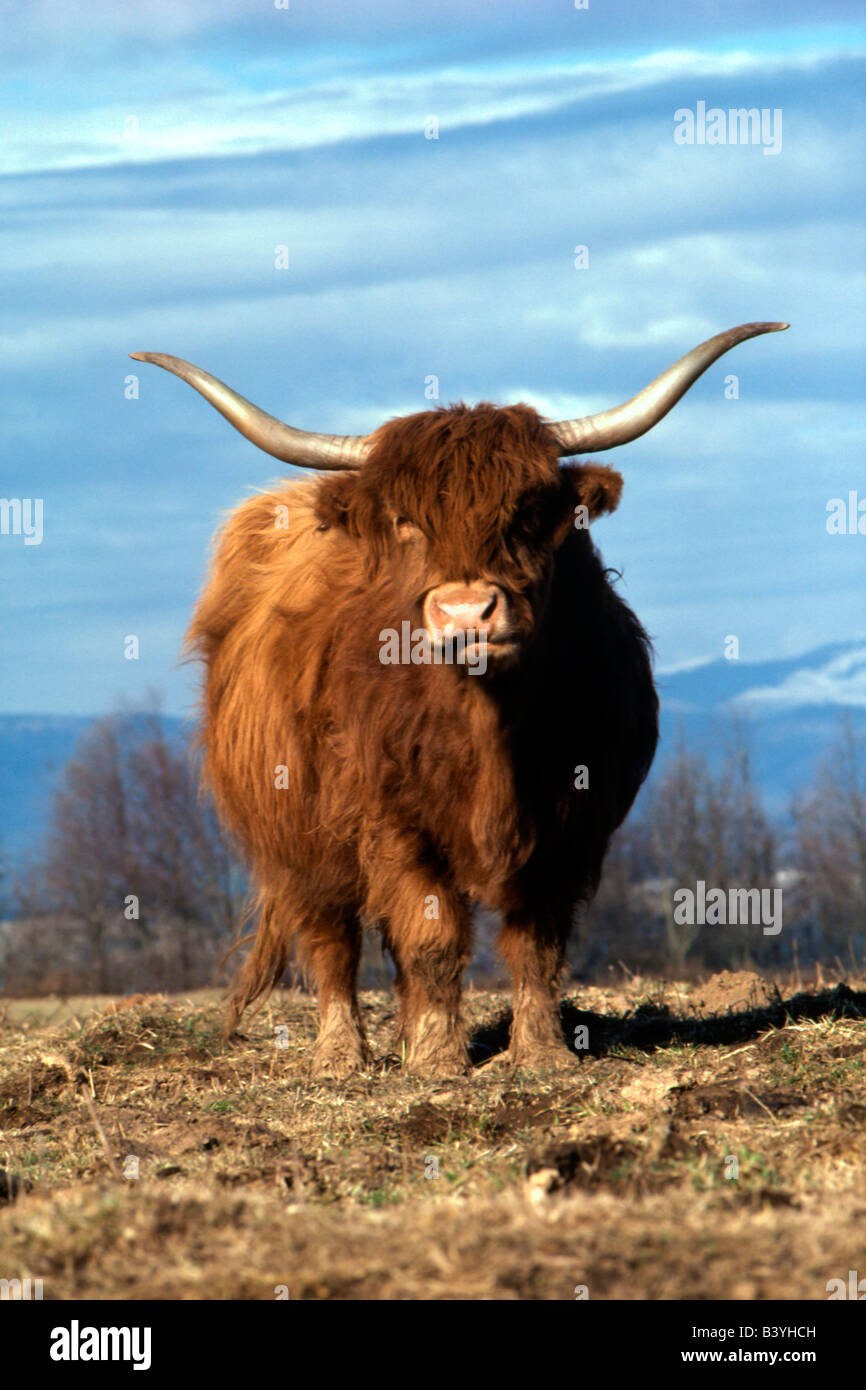 USA, Oregon, Multnomah County. Portrait of highland cow on ranch Stock ...