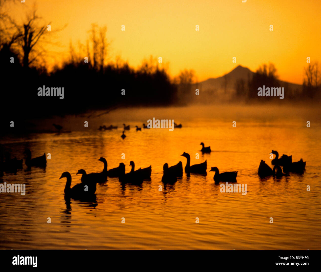 USA, Oregon, Portland. Waterfowl in Columbia Slough silhouetted at ...