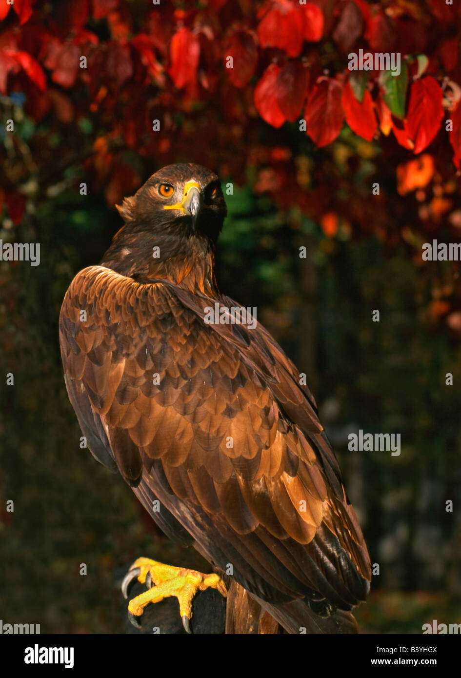 USA, Oregon. Portrait of red-tailed hawk Stock Photo - Alamy