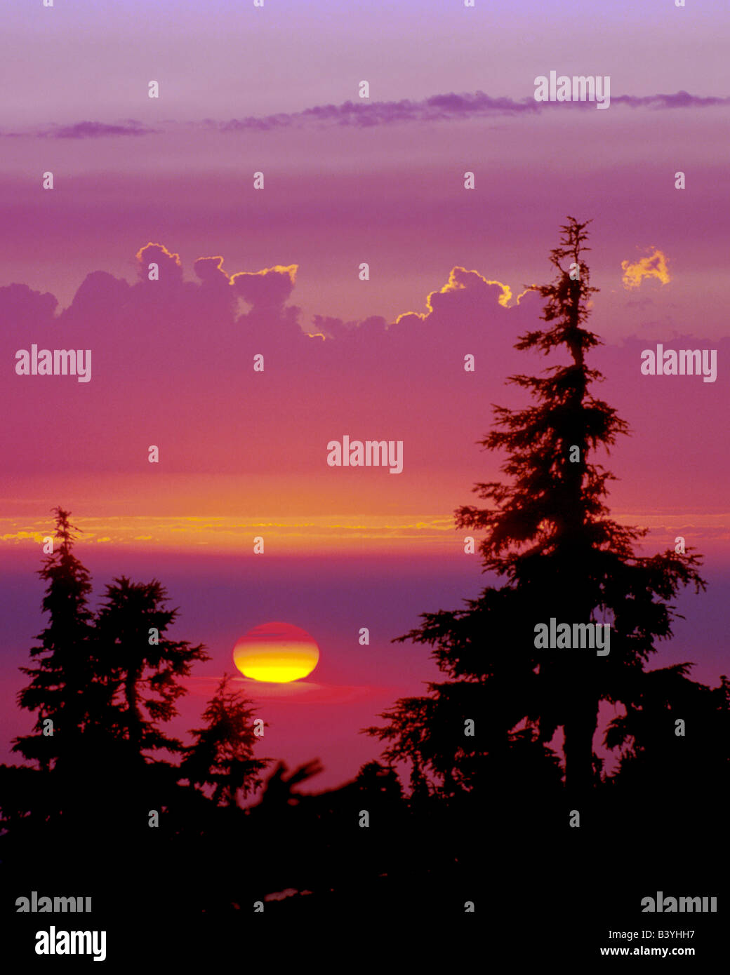 USA, Oregon, Mount Hood. Pine trees silhouetted by sunset Stock Photo ...