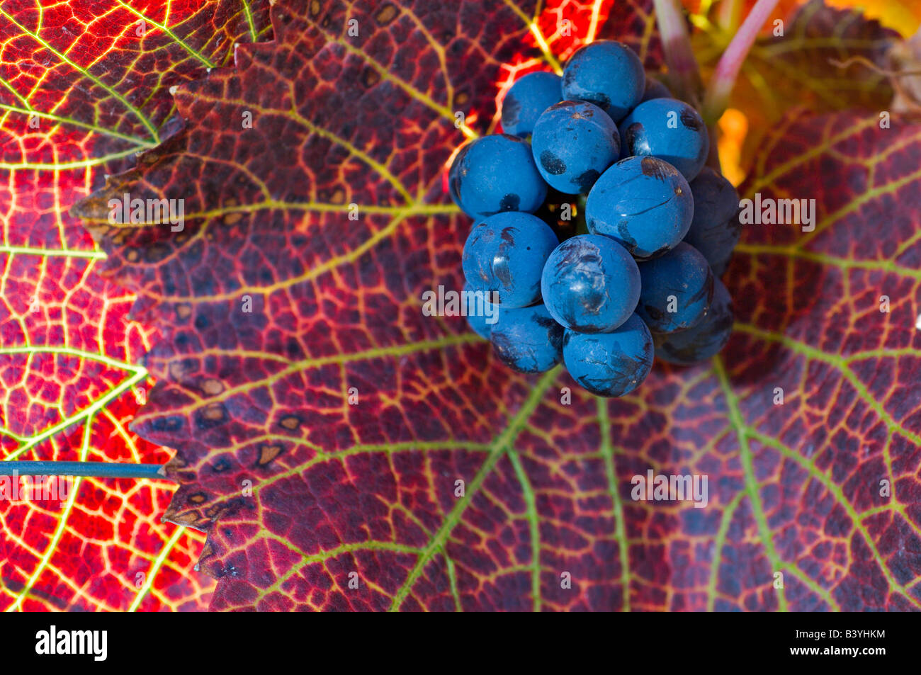 Close up of fall-colored Pinot Noir leaves with Knudsen vineyards in ...