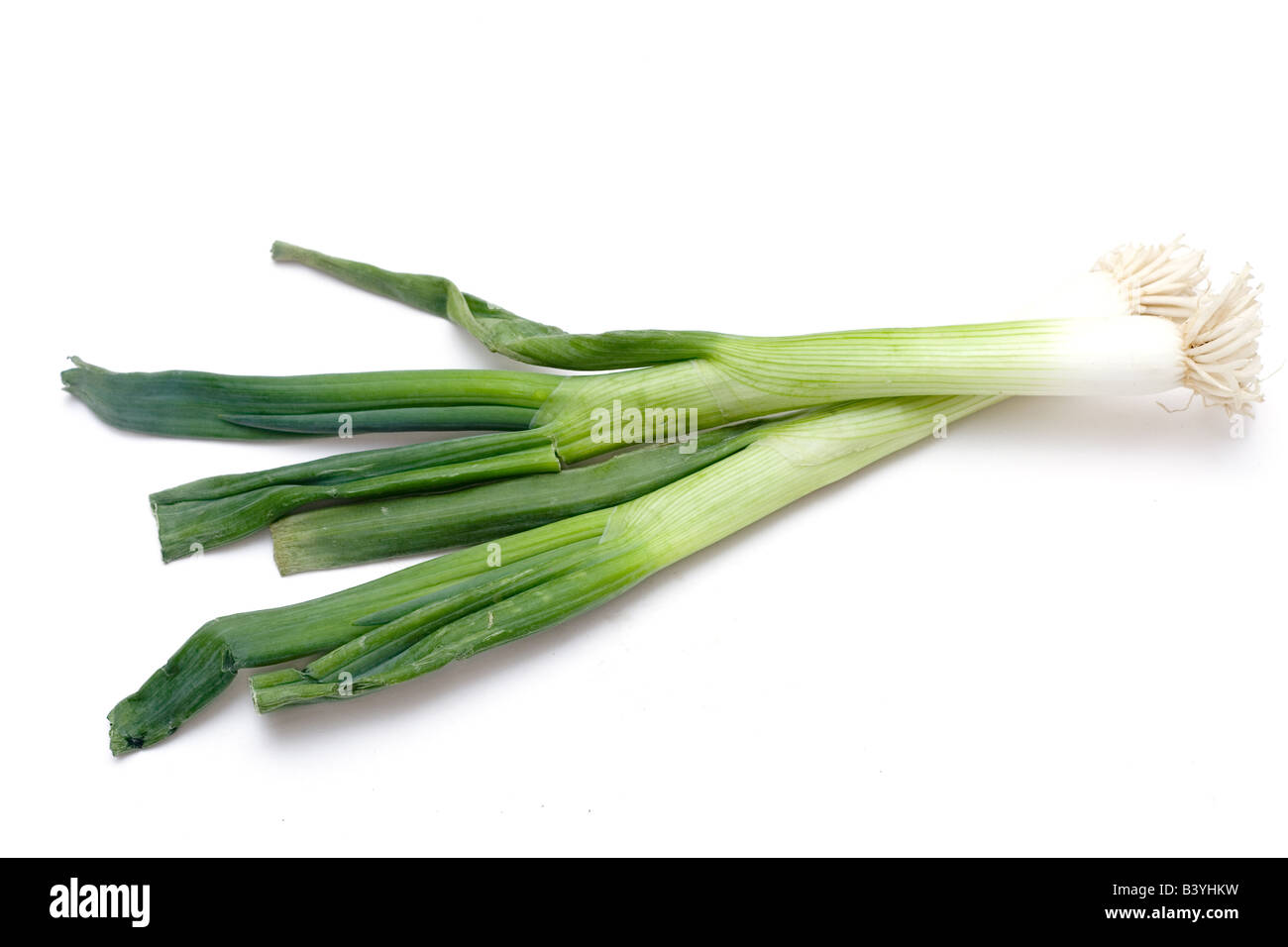 Two organic Spring Onions fresh from the ground Stock Photo - Alamy