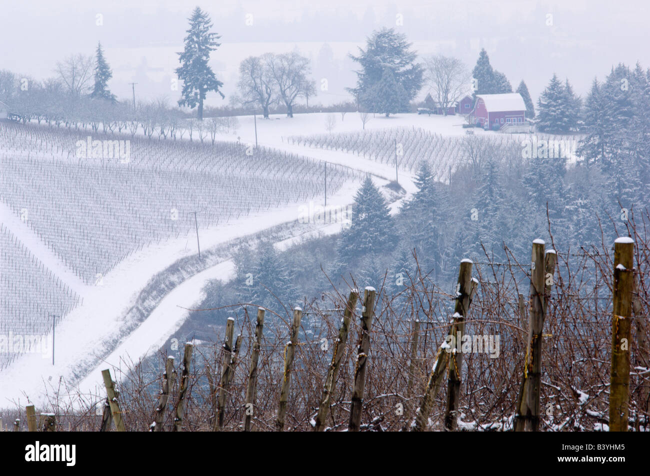 Snow covered view of the Red Hills from Knudsen vineyard looking ...
