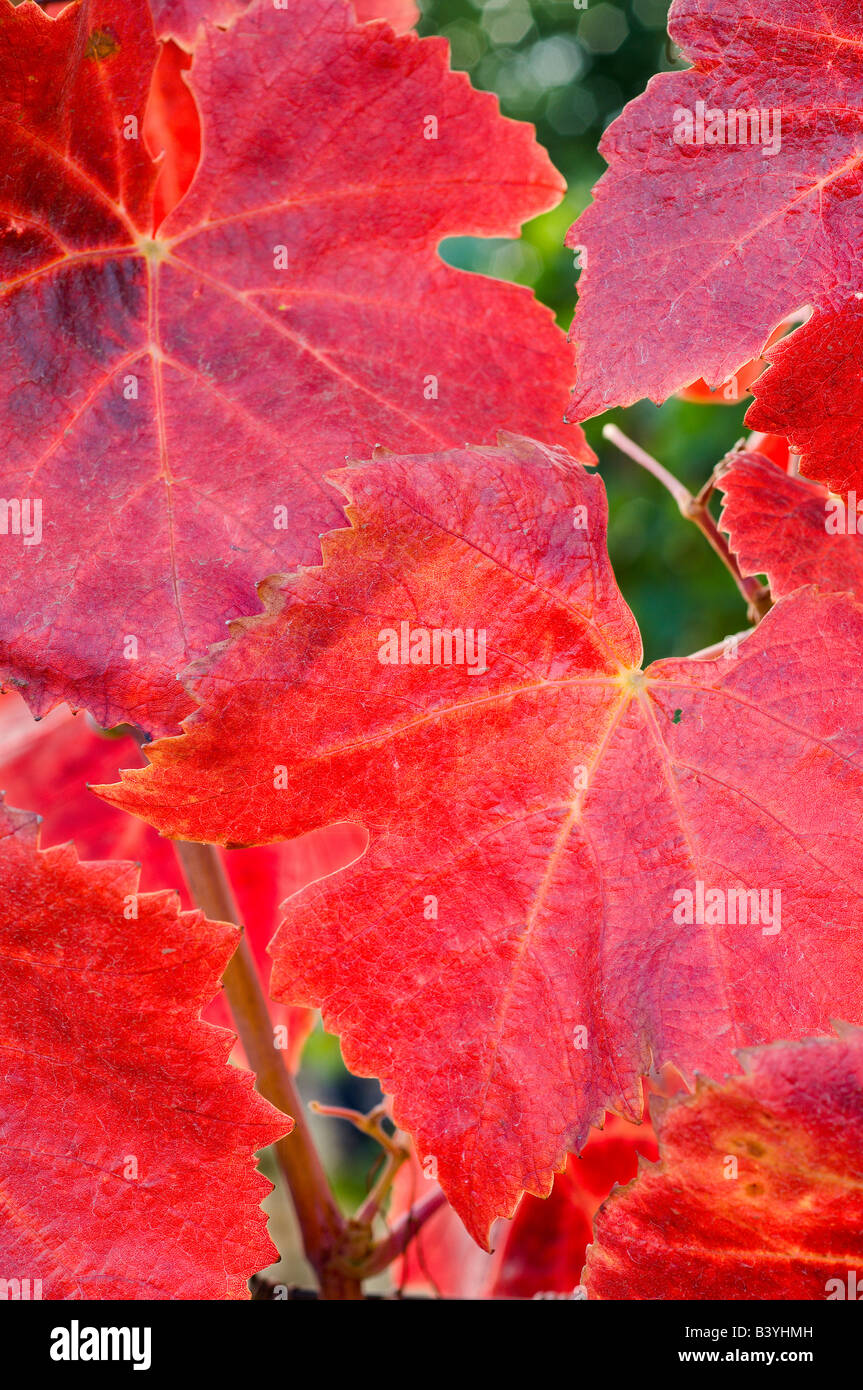 Fall-colored Pinot noir red leaves in the Maresh Red Hills vineyard ...