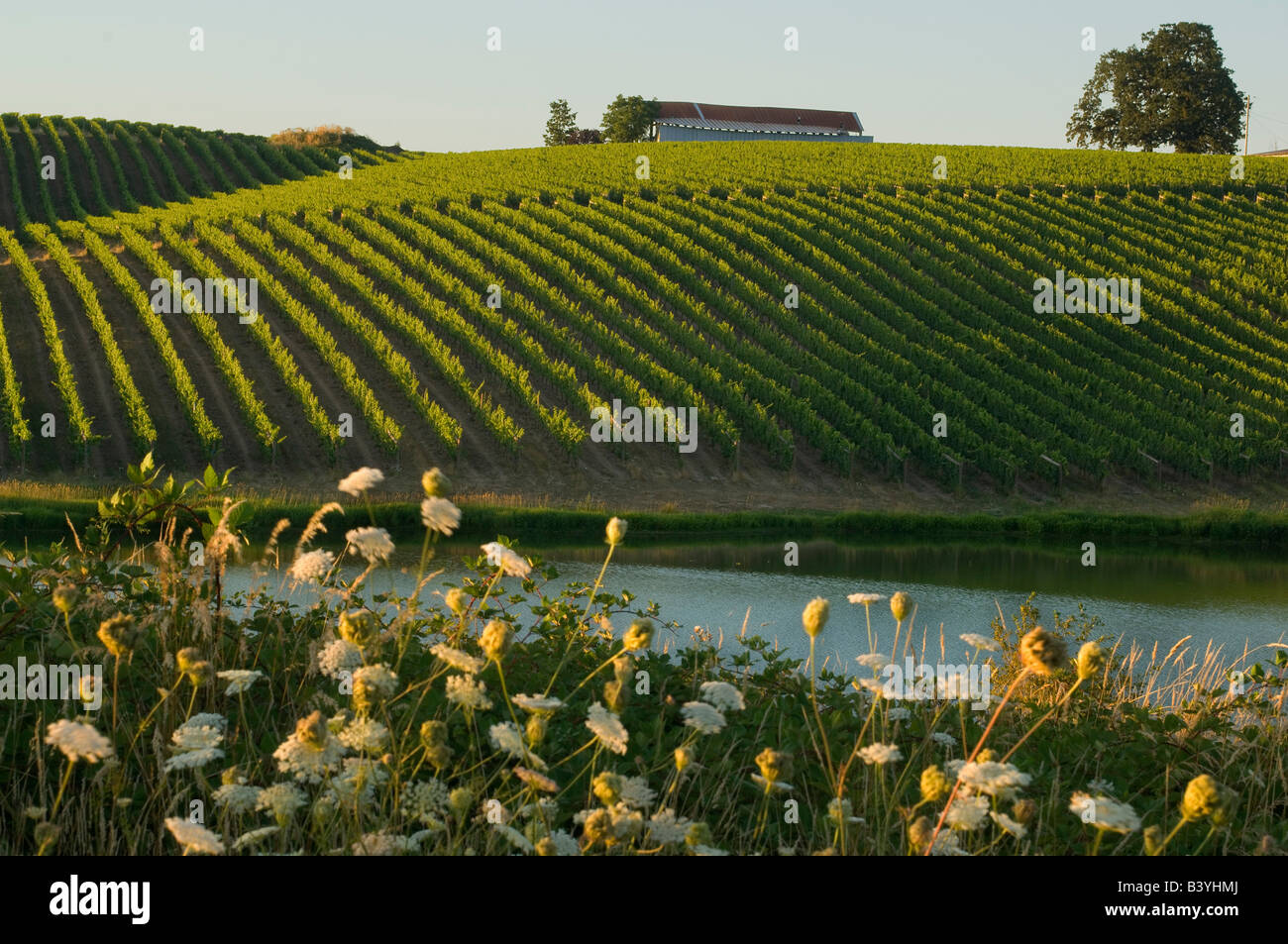 Straight rows of riesling vines roll up hills at Montinore Estate ...