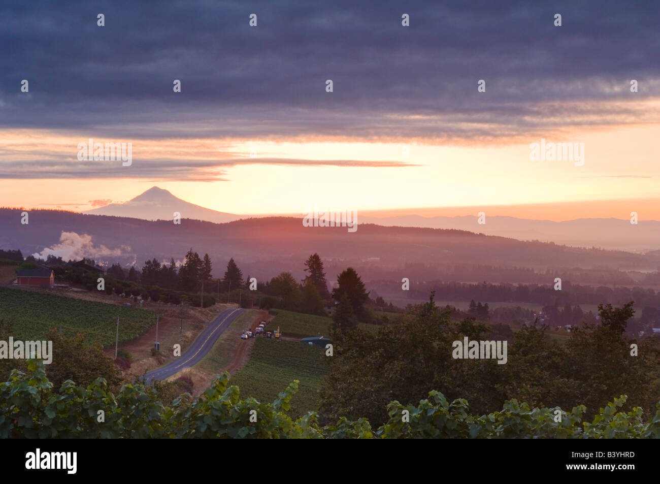 NA; USA; Oregon; Willamette Valley, Dundee Hills; Dawn at Windelea ...