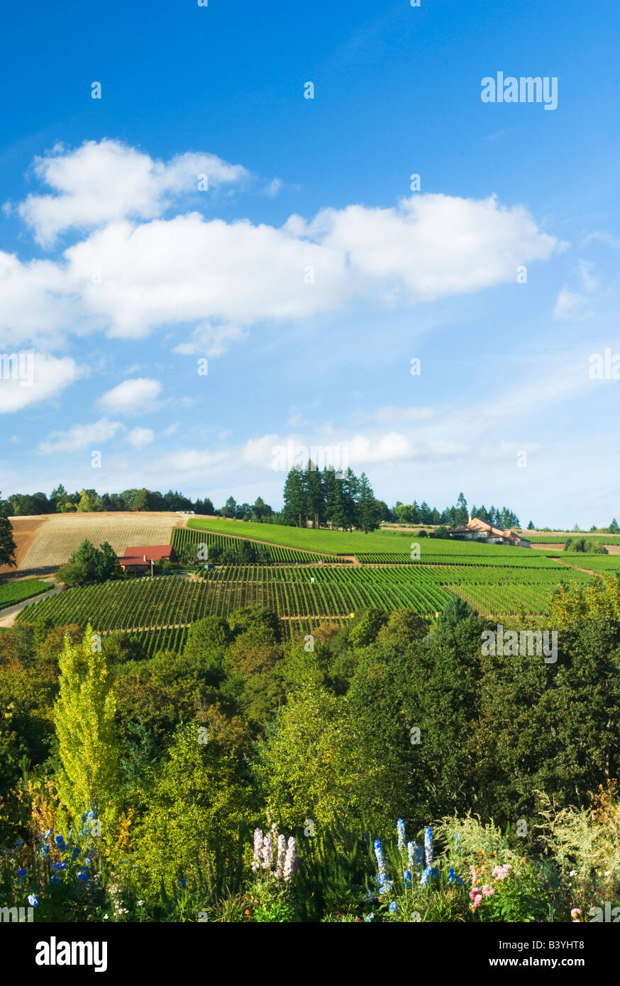 NA; USA; Oregon; Willamette Valley; Dundee; Red Hills; Domaine Drouhin ...