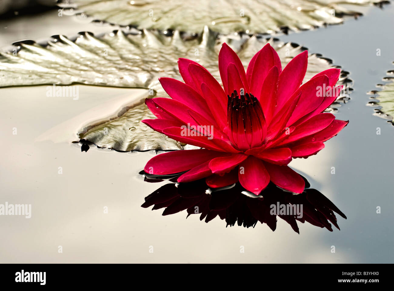 Philadelphia lily hi-res stock photography and images - Alamy