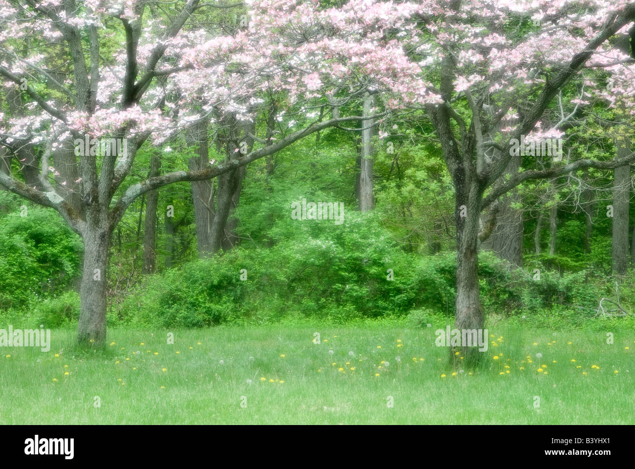 USA, Pennsylvania, Valley Forge National Historical Park. Spring ...