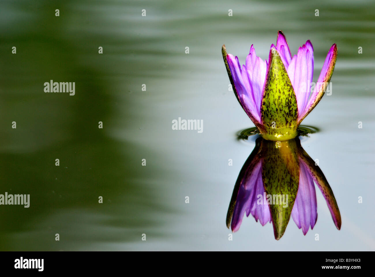 Philadelphia lily hi-res stock photography and images - Alamy
