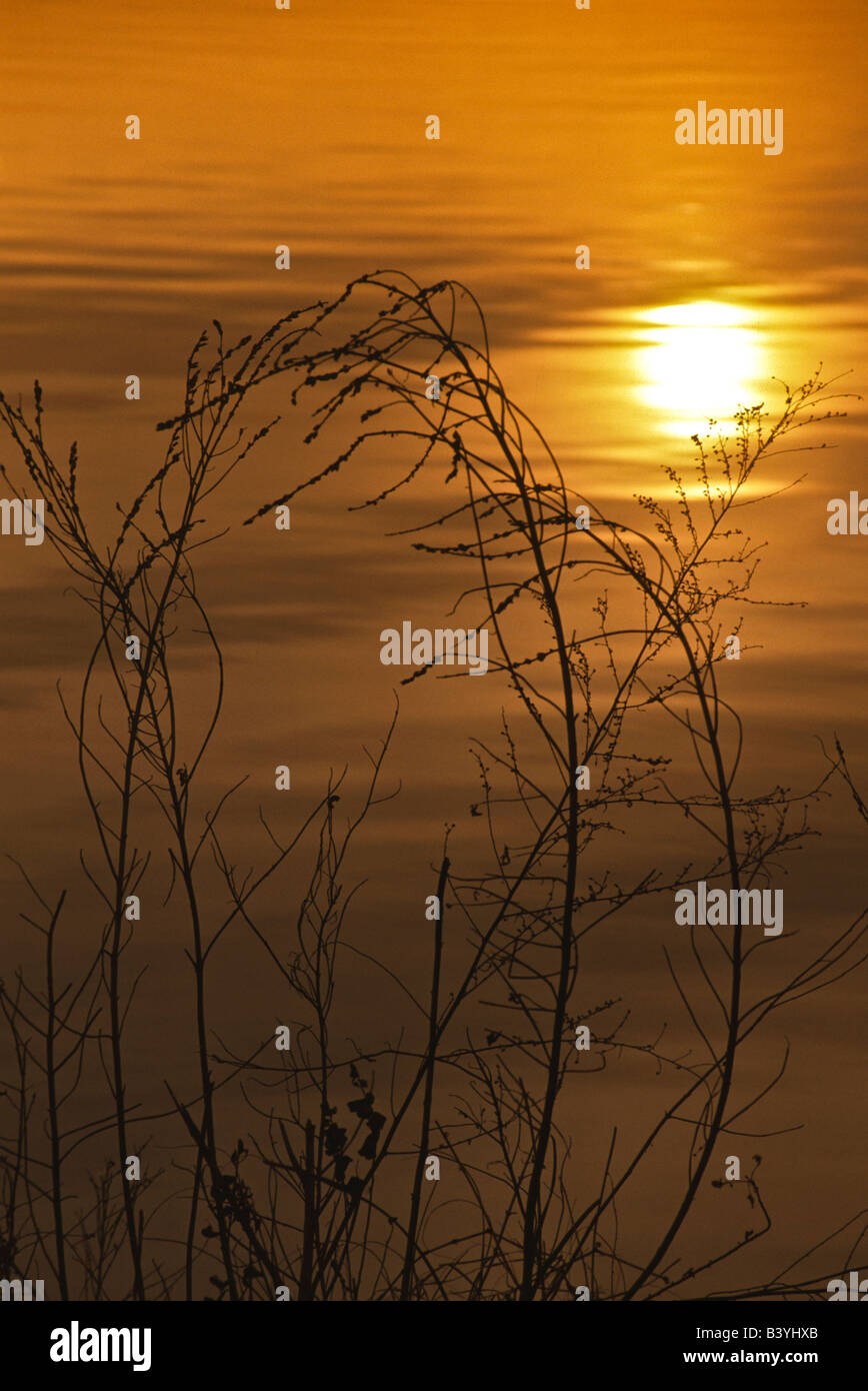 USA, Pennsylvania, Philadelphia, Briar Bush Nature Center. Sunset ...