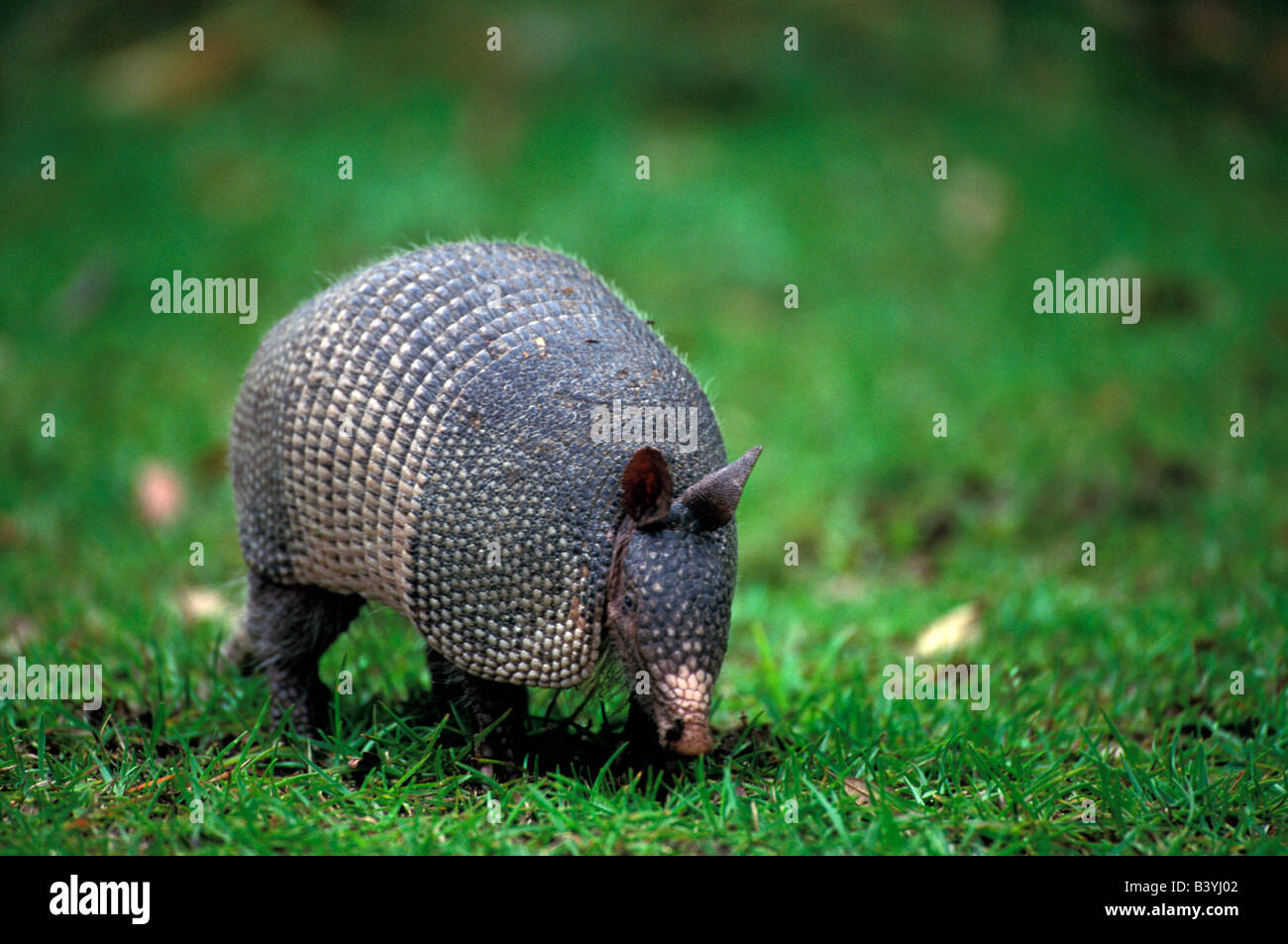 North America, USA, South Carolina, Camberli Island. Nine banded ...