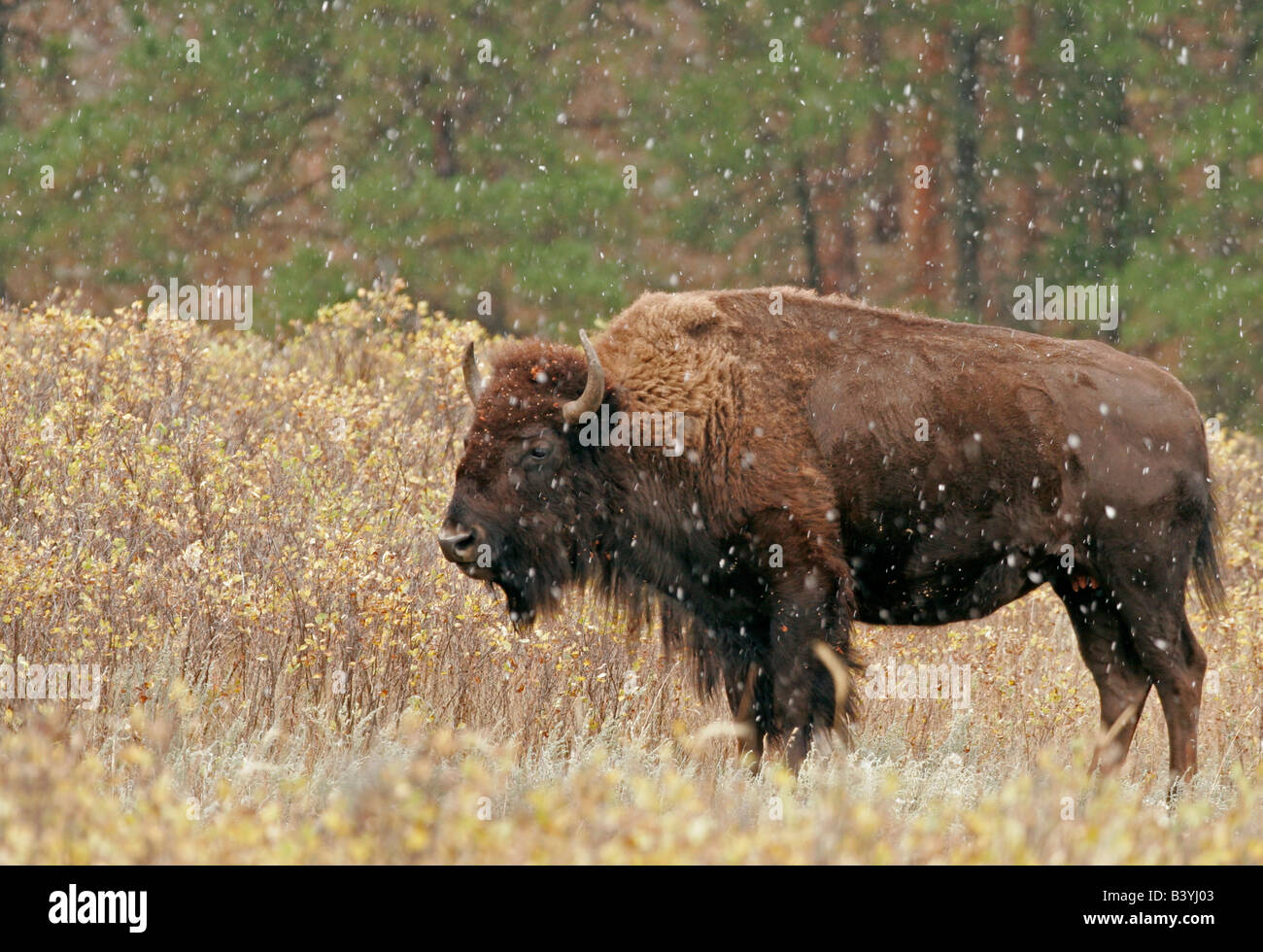 USA, South Dakota, Custer State Park. Bison in autumn snowfall Stock ...