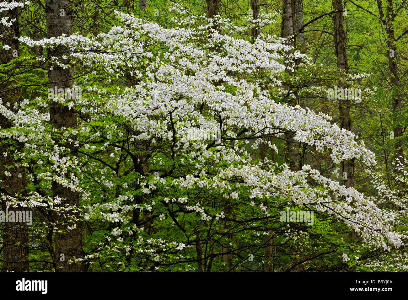 Dogwood tree in smoky mountains hi-res stock photography and images - Alamy