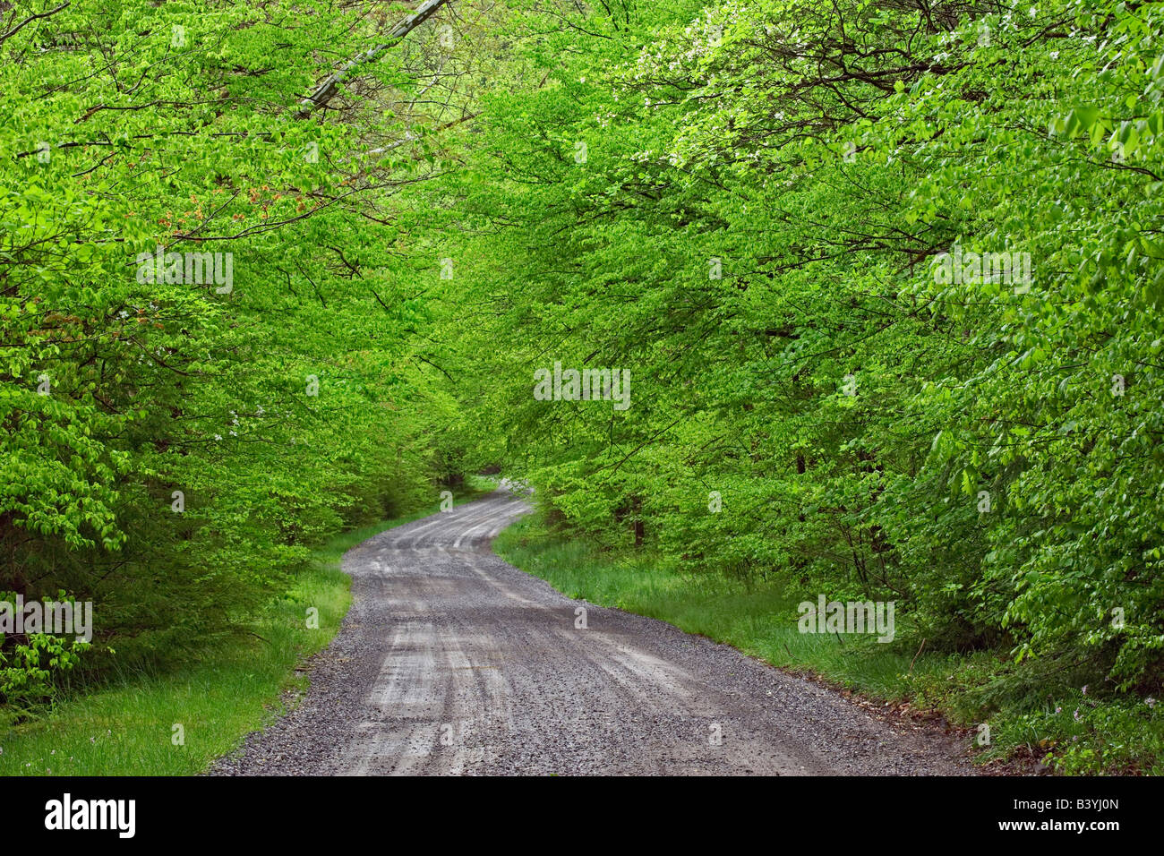 Gravel road to Tremont, Walker Valley, Great Smoky Mountains National ...