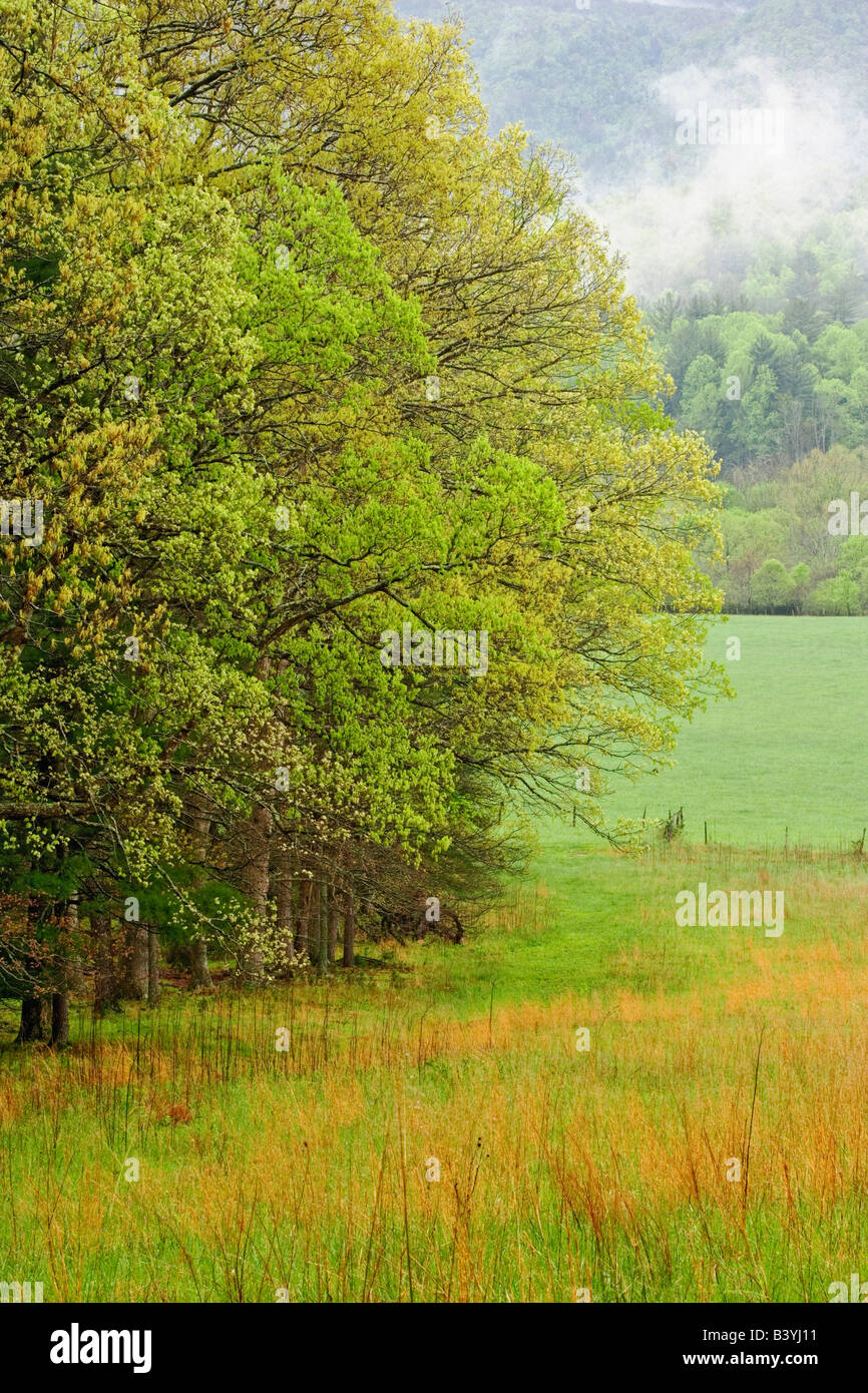 New spring tree foliage, Cades Cove, Great Smoky Mountains National ...