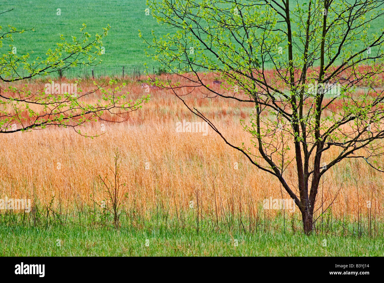 Grass and spring foliage, Great Smoky Mountains National Park ...