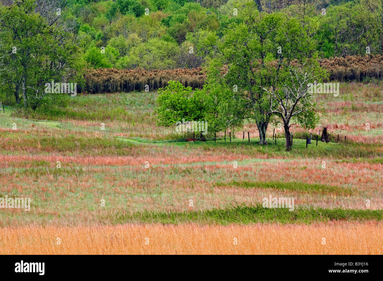 Grass pattern, Cades Cove, Great Smoky Mountains National Park Stock ...