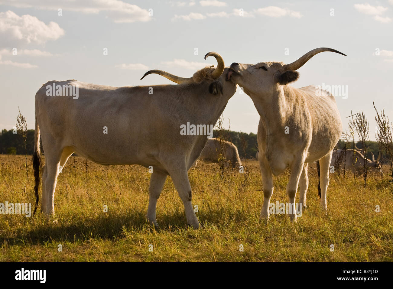 Hungarian Grey Cattle in the Puszta Stock Photo - Alamy