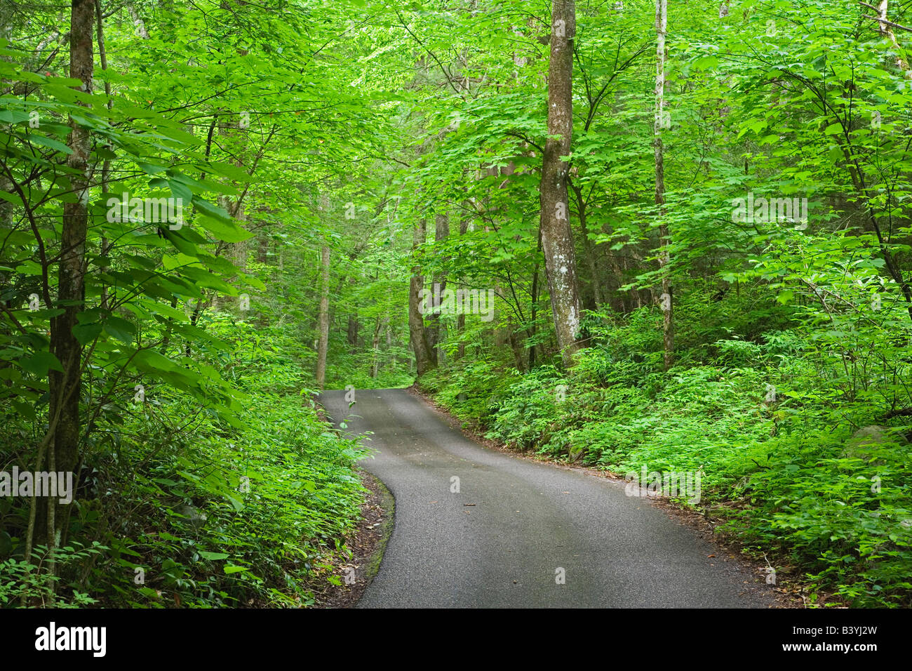 Roaring Fork Motor Nature Trail, Great Smoky Mountains National Park ...