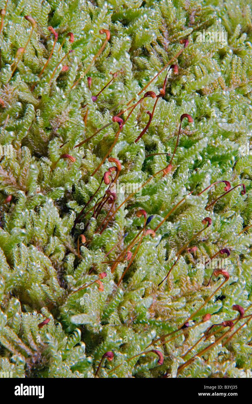 Moss Spores, Great Smoky Mountains National Park, Tennessee Stock Photo ...