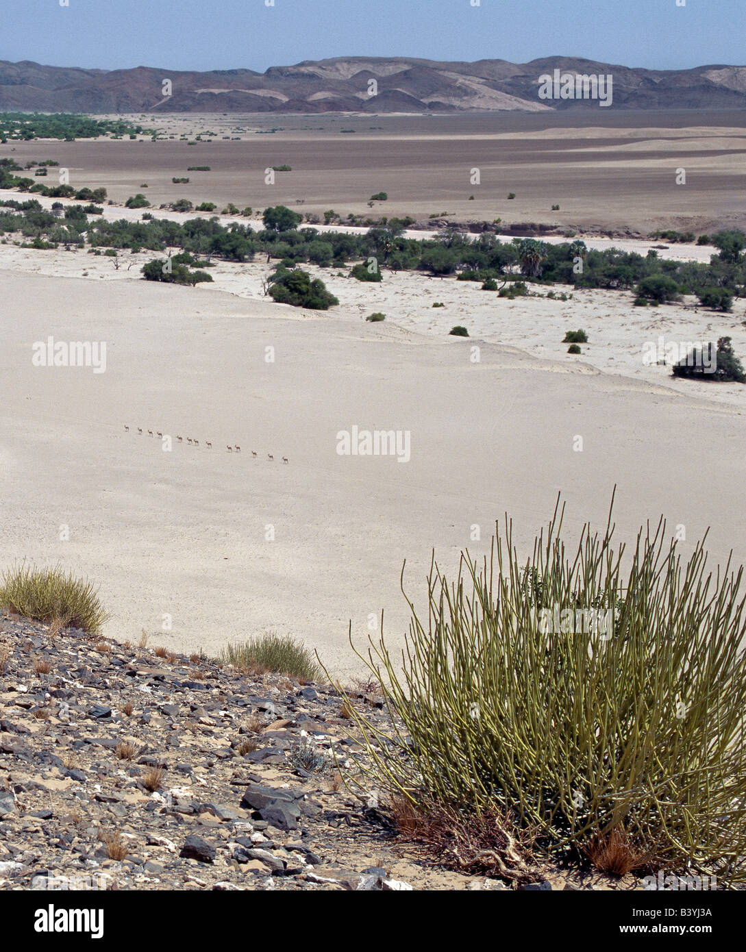 Namibia, Skeleton Coast, Purros. A line of Springbok, a gazelle-like ...