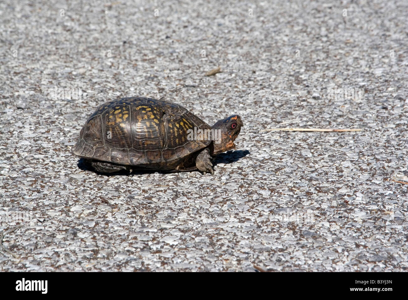 Eastern box turtle tennessee hi-res stock photography and images - Alamy