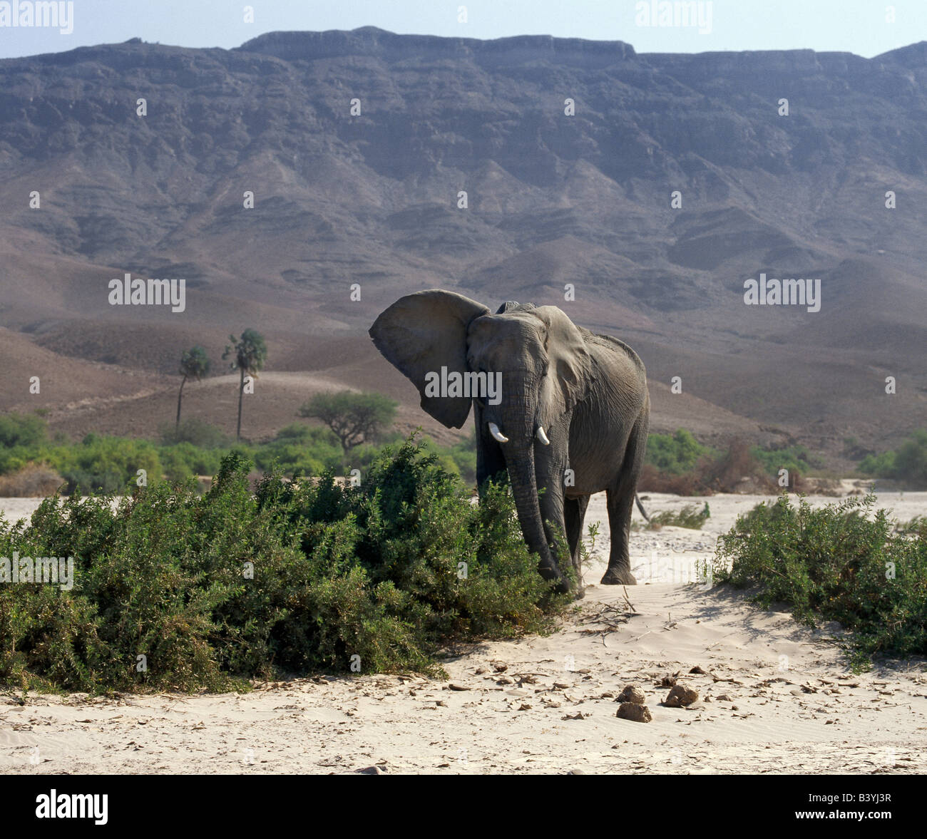 African elephants in dry riverbed hi-res stock photography and images ...