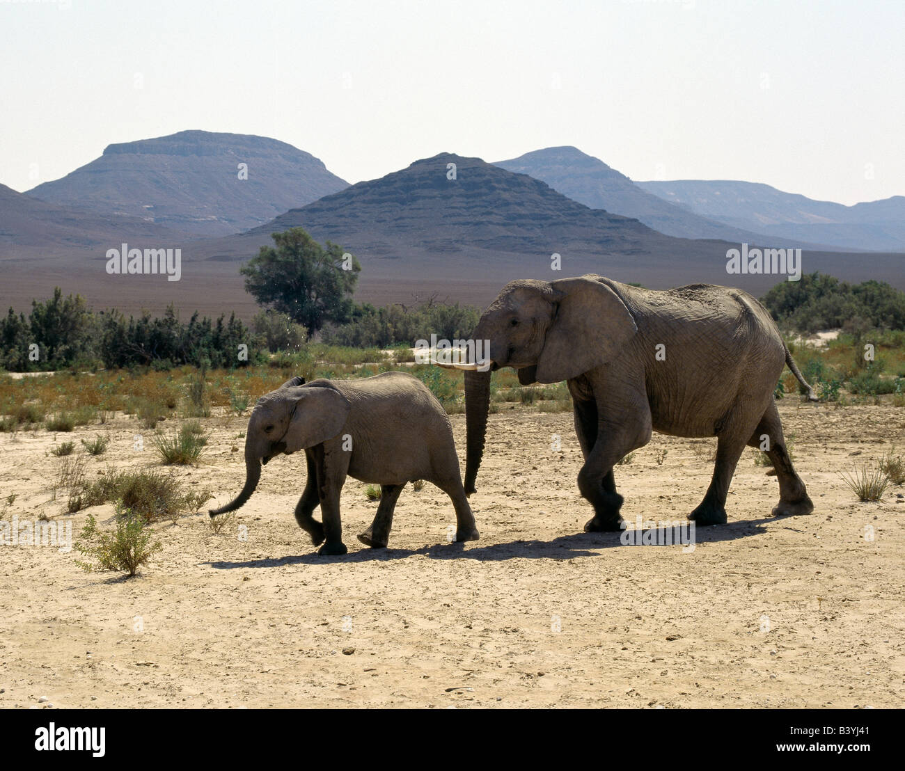 Namibia, Skeleton Coast, Hoarusib River. A female 'Desert' elephant and ...