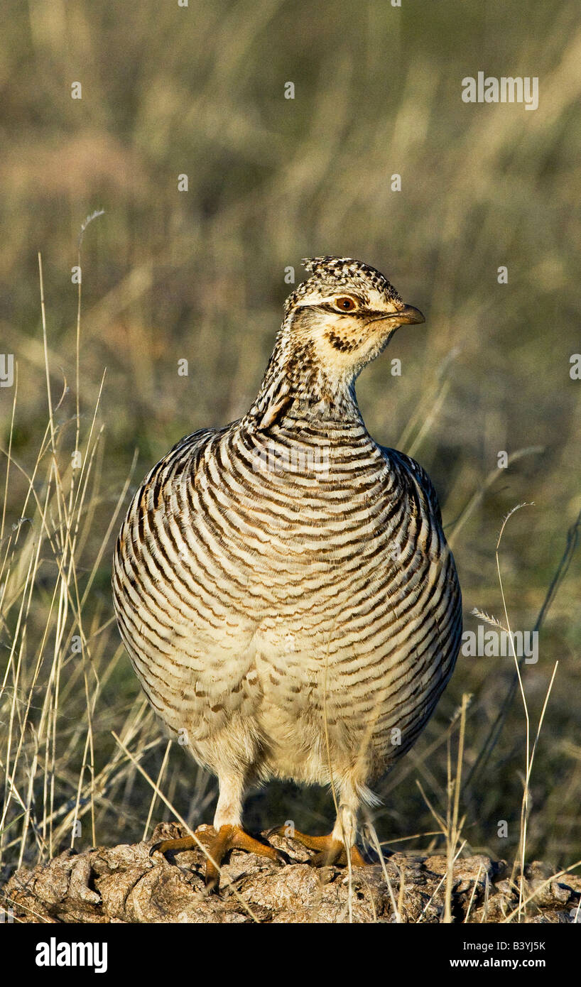 USA, Texas, Lipscomb. Female lesser prairie chicken on lek Stock Photo ...