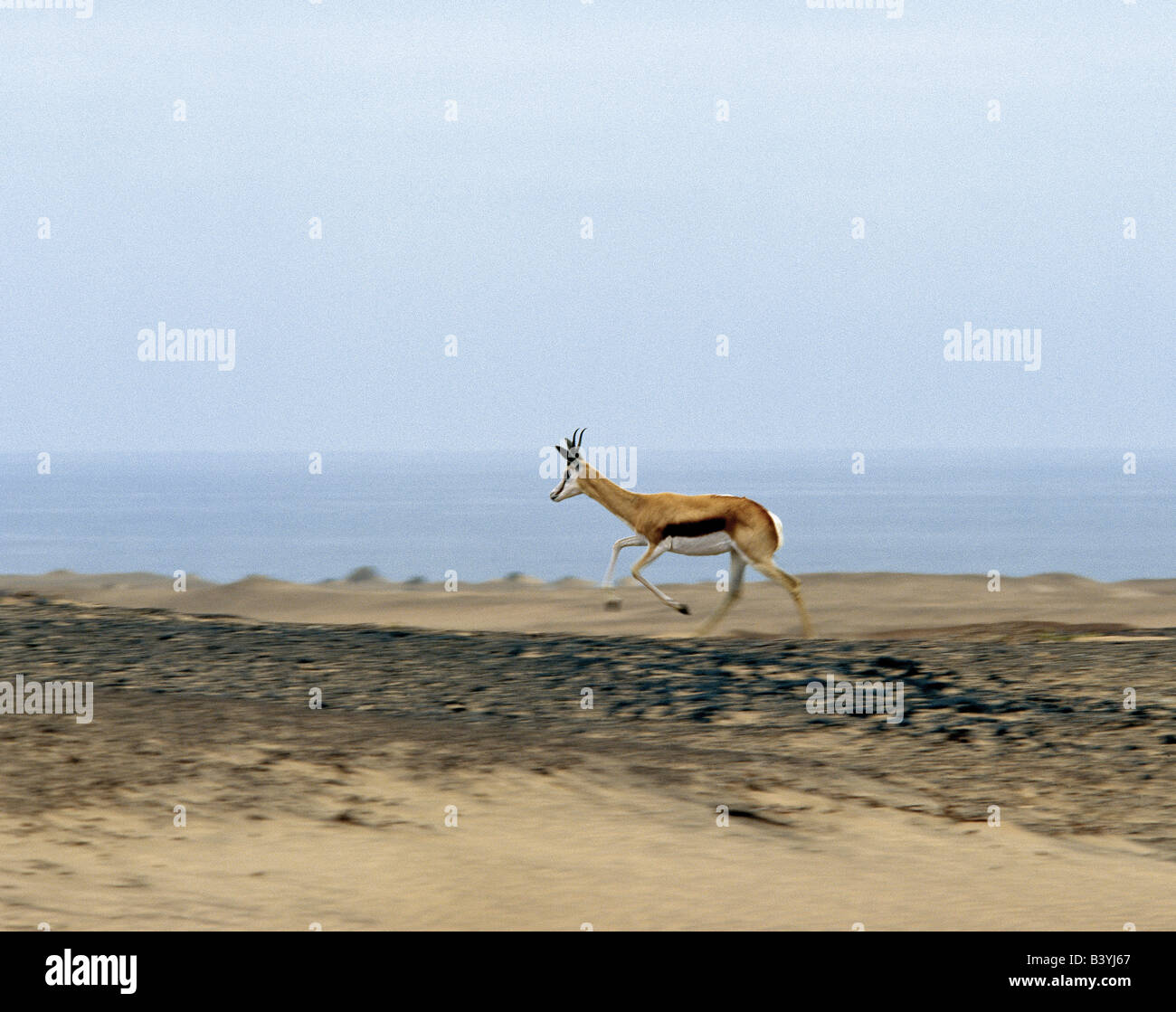 Running animal skeleton hi-res stock photography and images - Alamy
