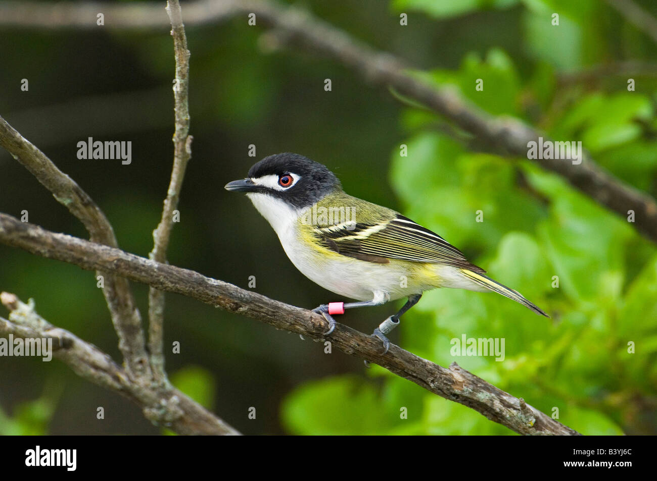 Black Capped Vireo